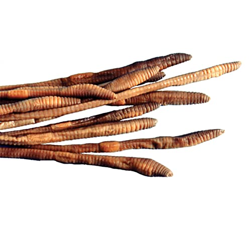 Earthworm Specimens for Dissection, Worm Dissection for Biology ...