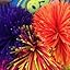 Amazon.com: Koosh Balls Multi-Color Gift Set Bundle - 3 Pack: Toys & Games
