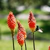 QAUZUY GARDEN 100 Red Hot Poker Plant (Torch Lily/Tritoma) Kniphofia ...