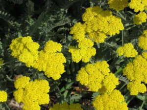 Amazon.com : 250 GOLD Golden Yellow YARROW Achillea Millefolium Flower ...