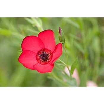 Amazon.com : Flax Blue Nice Garden Flower By Seed Kingdom BULK 30, 000 ...