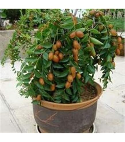 Semillas De Bonsai 20 ASIAN DATE Jujube Ziziphus Spinosa Common Chinese ...