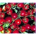 Amazon.com: Bonsai Dwarf Red Cherry Tomato 35 Seeds - Hybrid : Patio ...
