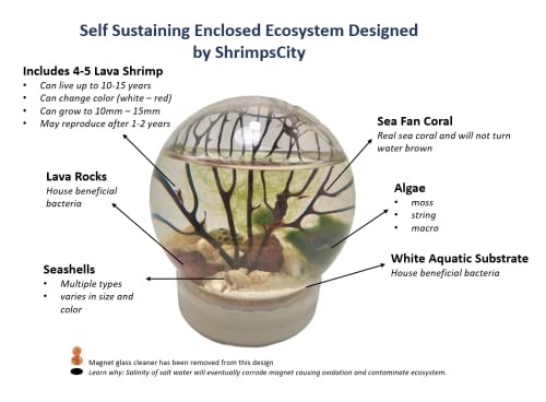 Enclosed Ecosystem Shrimp Globe on Galleon Philippines