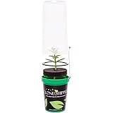 Amazon.com : Clone Shipper Classic Young Live Plant Seedling Clones ...