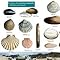 Guide to the Common Seashells of Britain and Ireland: Amazon.co.uk ...