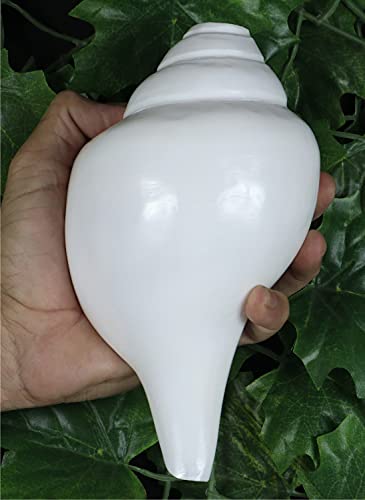 Conch Shells Saudi Arabia | Buy Online | Whizz Others