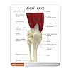 Knee Joint w/Muscles Model | Human Body Anatomy Replica of Normal ...
