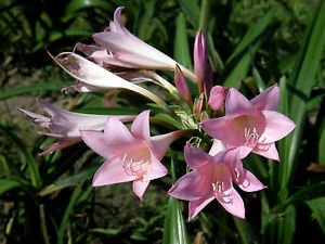 GARTHWAITE NURSERIES® : - Amarcrinum Howardii Bulbs Pink Crinodonna ...