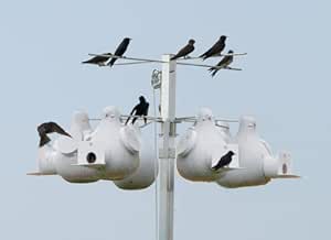 Amazon.com: Purple Martin Gourd Rack Starter Kit : Patio, Lawn & Garden