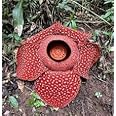 Amazon.com : New Fresh 10pcs Rafflesia Plants Seeds Generic : Patio ...