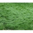 Amazon.com : No Mow Lawn Grass Seed, Dwarf Fine Fescue Mix, Low ...