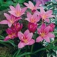 Amazon.com : 5 Mixed Pink ZEPHYRANTHES Rain Lily Flower Bulbs : Lily Plants : Patio, Lawn & Garden