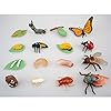 TOYMANY 16PCS Insect Figurines Life Cycle of Monarch Butterfly,Honey ...