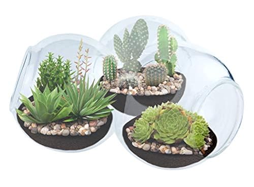 Triple Bubble – Cacti/Sedum/Succulents | Create a Miniature Desert in a ...