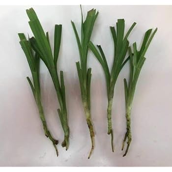 Amazon.com: 100pcs Fresh pandan Seeds Pandanus amaryllifolius Viet NAM ...