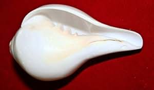 Amazon.com: Blowing Conch Shell / Shankh "7.5 Inches": Everything Else