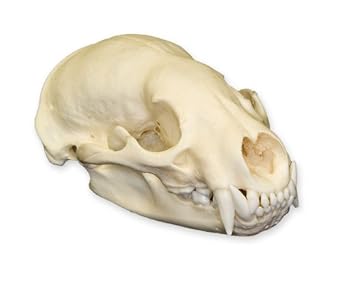 Real American Badger Skull - Perfect: Animal Anatomical Models: Amazon ...