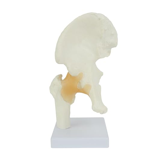 Amazon.com: Hip Anatomy Model of Human Hip Joint Bones – Anatomical ...