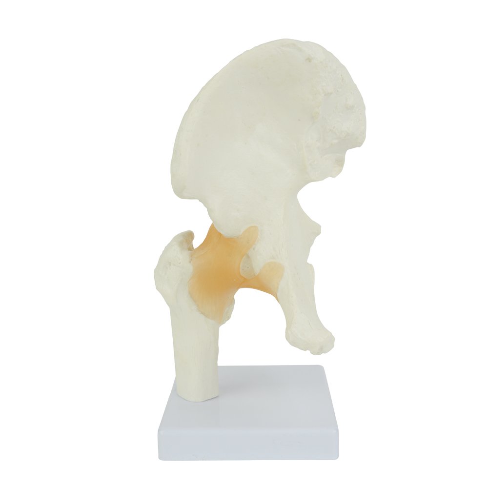 Buy Hip Anatomy Model of Human Hip Joint s – Anatomical Joint Models ...