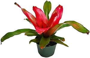Amazon.com : Bromeliad Neoregelia Magali - Tropical Foliage Succulent ...