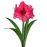 Amaryllis for sale - Grow plants