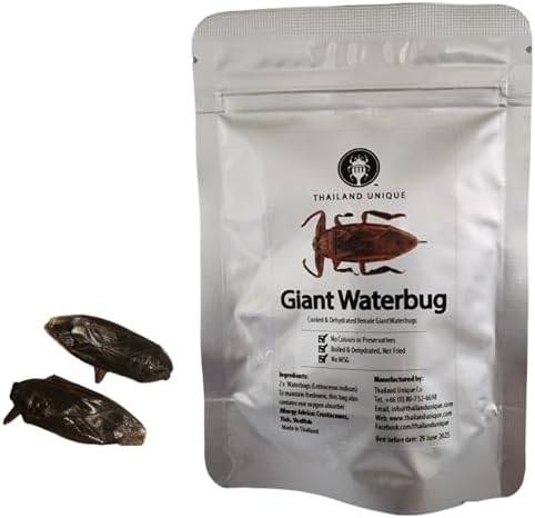 Thailand Unique Giant Waterbug Scorpions - 2 Pieces of Dehydrated ...