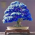 100% Real Japanese Ghost Blue Maple Tree Bonsai Seeds, 10 Seeds/Pack ...