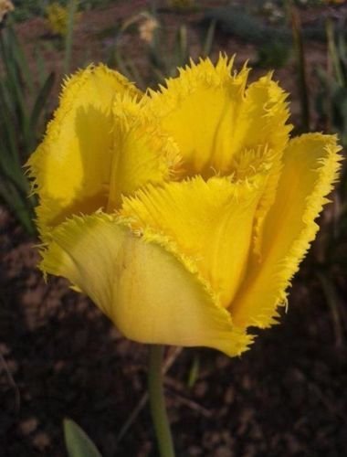 11 Yellow Spring Flowers To Make Your Garden Pop