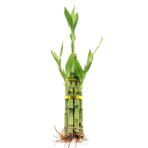 Twisted Bamboo Home Designs Live Lucky Bamboo 5 Stalk Arrangement 8