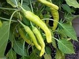 Charleston Hot Pepper: Cayenne Made Bold - PepperScale