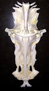 Amazon.com: Crucifix Fish (Sail Catfish Skull) WITH Legend Post Card ...