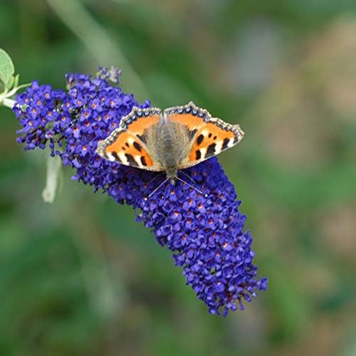 Buddleja Buzz Indigo, Dwarf, Purple Flowers, Butterfly Bush, Ideal for ...
