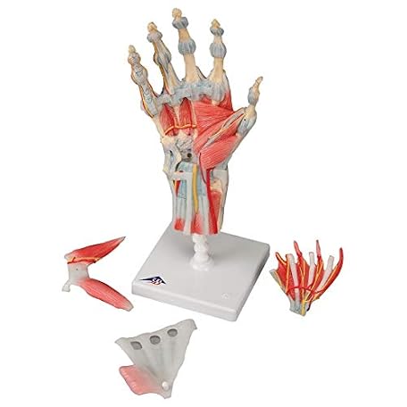 Mua Hand joint model for observing the anatomical structure of the hand ...
