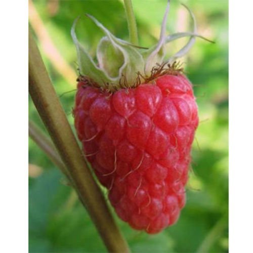 50 Seeds Jumbo RED Raspberry Bush Seeds Rubus Raspberries Sweet Fruit ...