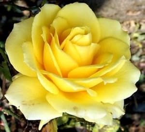Amazon.com : 5 YELLOW ROSE Rosa Bush Shrub Perennial Flower Seeds *Comb ...