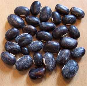 Buy 1 oz Mucuna Pruriens Velvet Bean Cowitch (approx 40 ) Online at ...