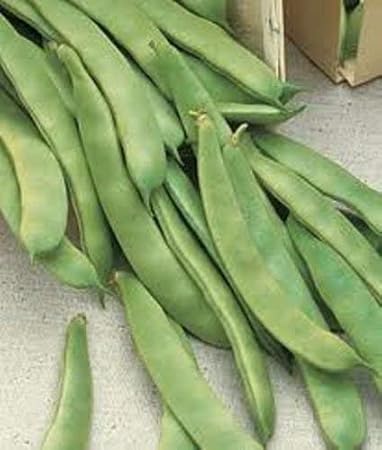Original Italian Prolific Green Romano Flat Pole Bean Seeds: Amazon.co ...