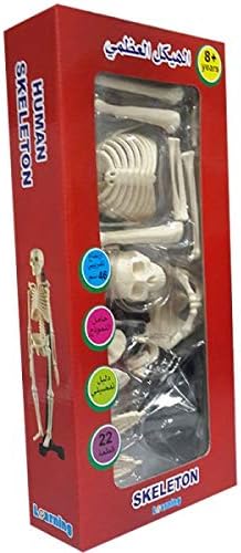 Digital Future Anatomy - Human Skeleton price in Saudi Arabia | Amazon ...