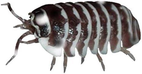 Pocket Pets Live Zebra Roly Polys! Rolie Polie Isopods | Pricepulse