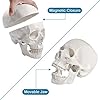 breesky Disarticulated Human Skeleton Model for Anatomy Life Sized ...