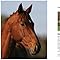 Horses: Amazon.co.uk: Nicola Jane Swinney, Janet Swinney: 9781472909848 ...