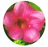 Allamanda Cherry jubilee - How to grow & care
