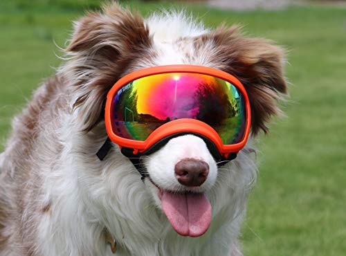 7 Best Dog Goggles [2019 Reviews] Protecting Your Pup's Peppers!
