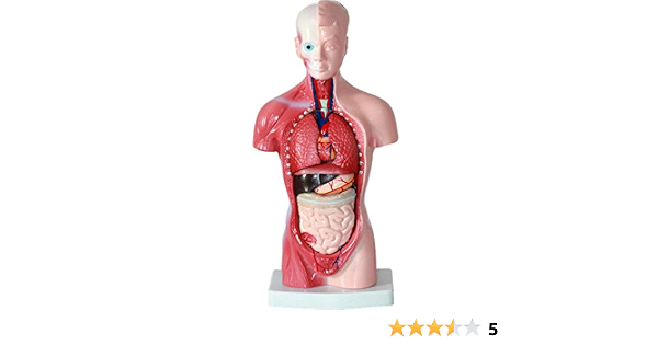 Charts & Posters Human Torso Model Life Size Human Body Model Anatomy ...