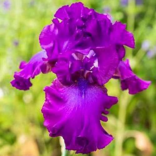 10 purple iris bulbs will decorate your garden and make your garden eye ...