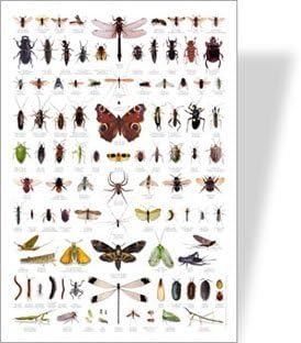 Minibeasts/Bugs Educational Poster - over 100 Common Minibeast images ...