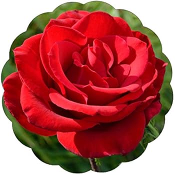 Amazon.com : Sub Zero Hybrid Tea Rose Plant - Olympiad, Red, Bush, Nice ...