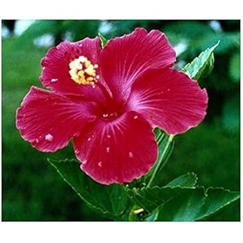 Amazon.com : 10 KENAF HIBISCUS Cannabinus Indian Hemp Red Flower Seeds ...