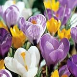 Fall crocus - How to grow & care